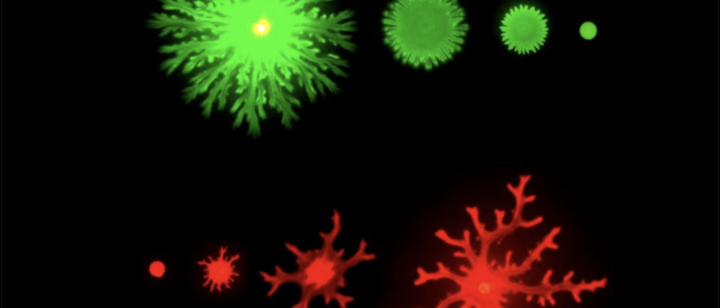 Fiegel earns first place in Capture Your Research image competition ...